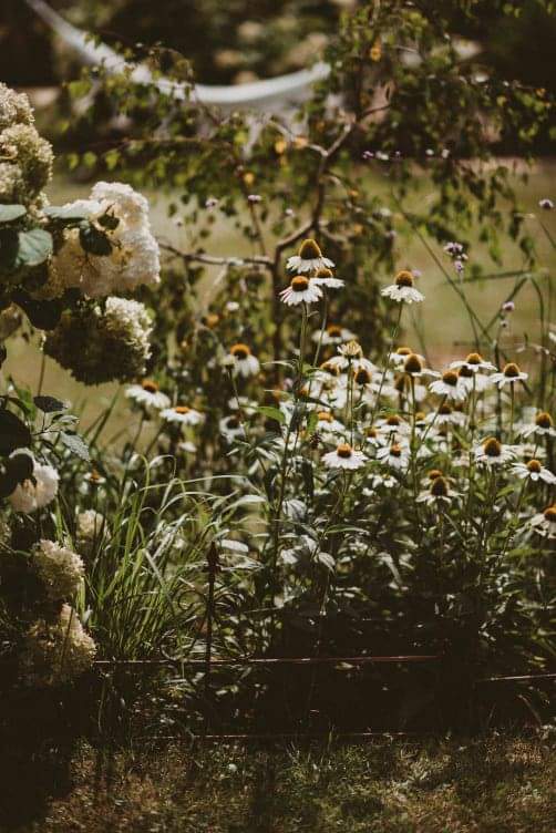 Naturalistinis gelynas